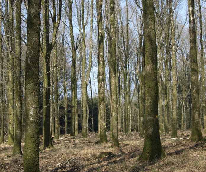 Ireland - EUFORGEN European forest genetic resources programme