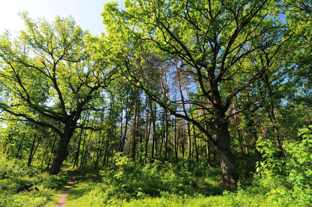 Ukraine EUFORGEN European Forest Genetic Resources Programme