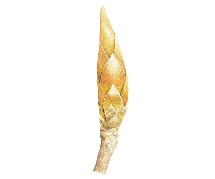 Fagus sylvatica - EUFORGEN European forest genetic resources programme