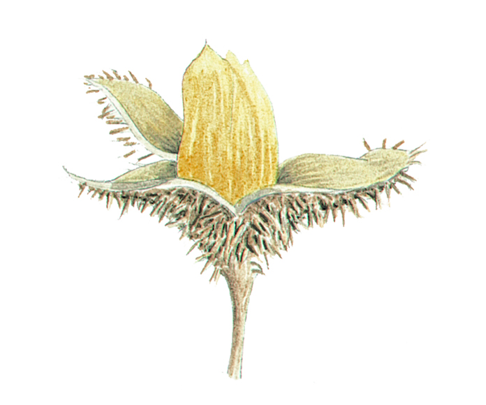 Fagus sylvatica - EUFORGEN European forest genetic resources programme